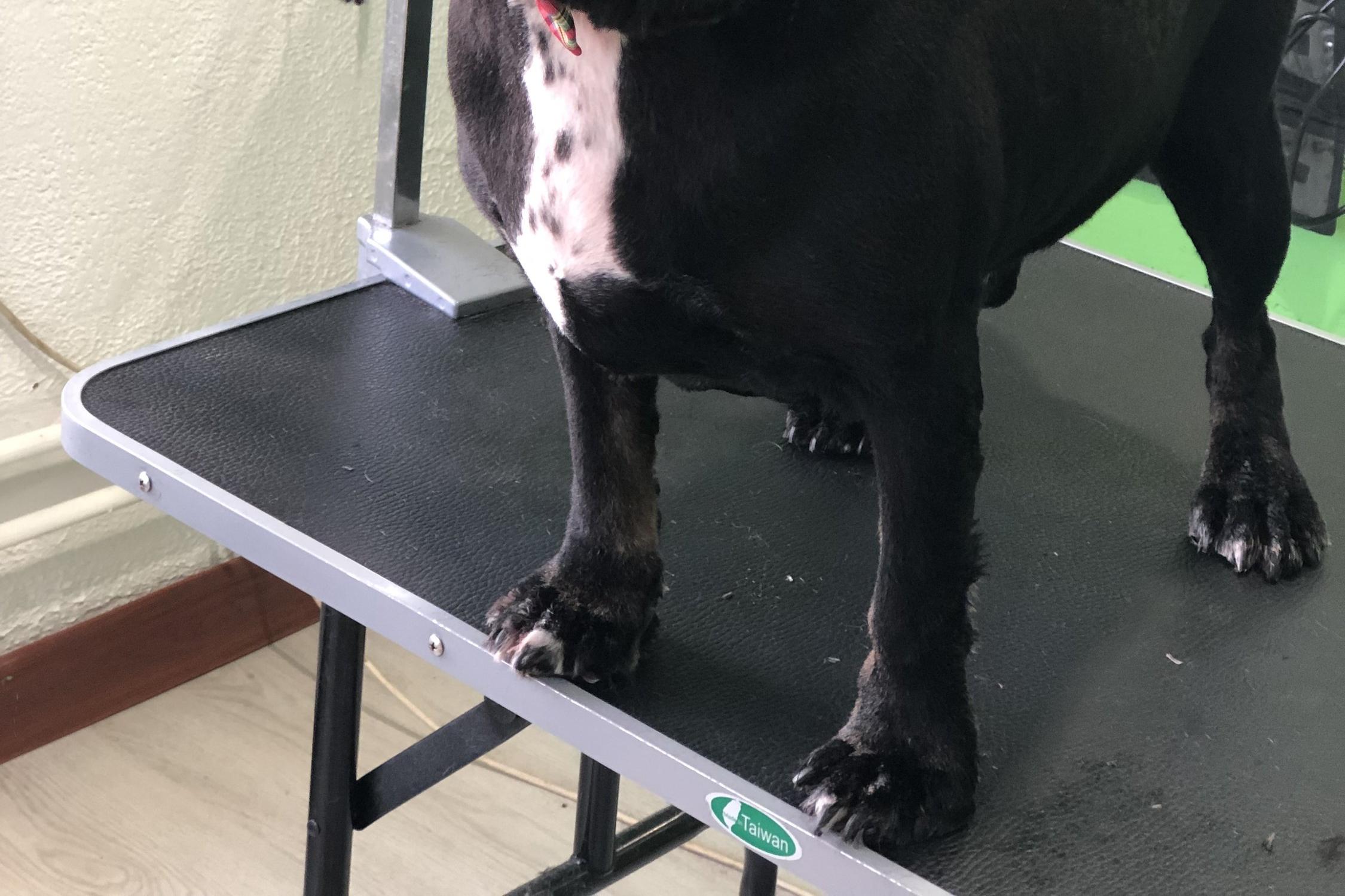 Зоопарикмахерская Терьер - отзывы, фото, цены, телефон и адрес ...